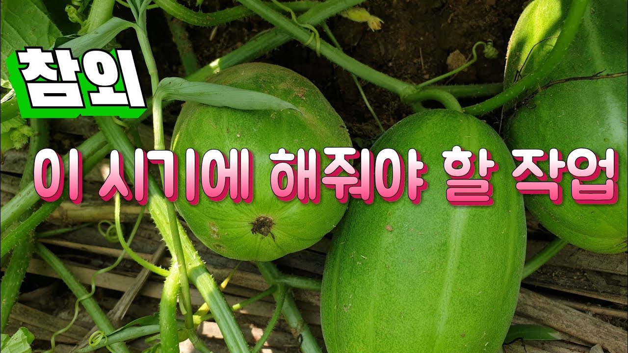 참외는 이 시기에 관리를 잘해야 좋은 열매를 얻는다 ️ 넝쿨사이로 곧추서는 끝순을 가위나 낫으로 툭툭 잘라준다 ️ 참외순치기