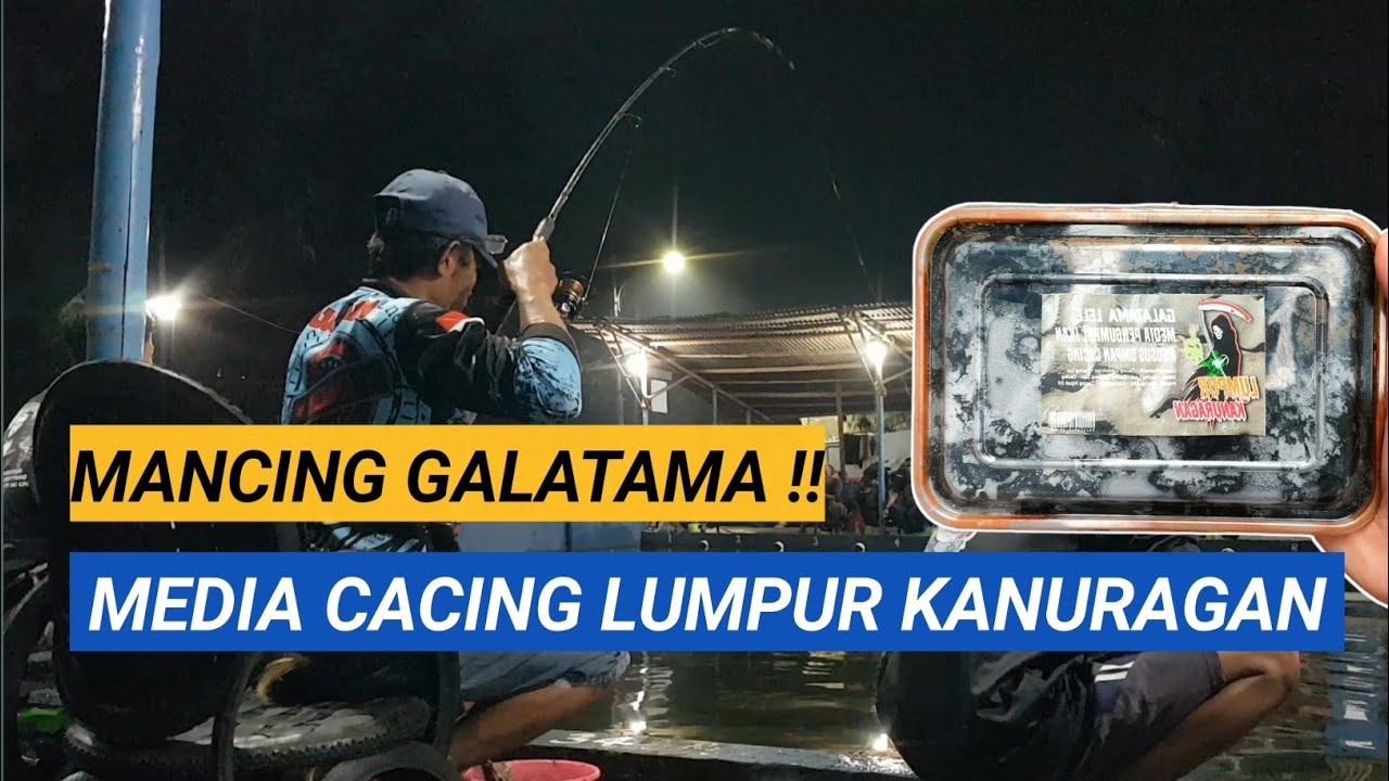 MANCING GALATAMA LELE MEDIA CACING LUMPUR KANURAGAN - YouTube