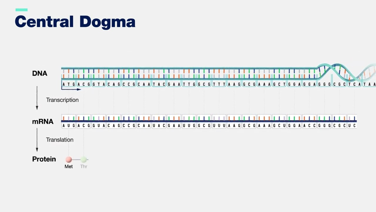 Central Dogma
