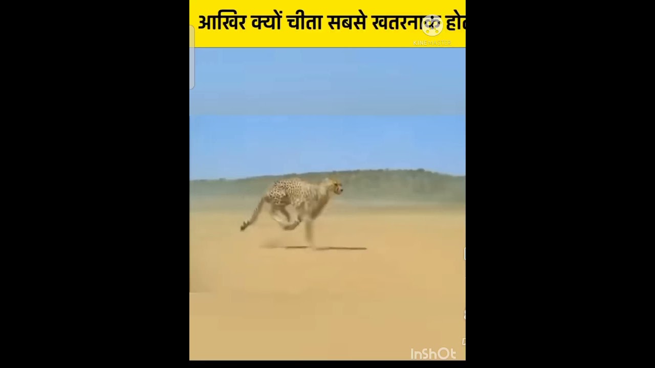 amazing facts for cheater cat family 🔥पहले चीता चीता के लिए आश्चर्यजनक ...