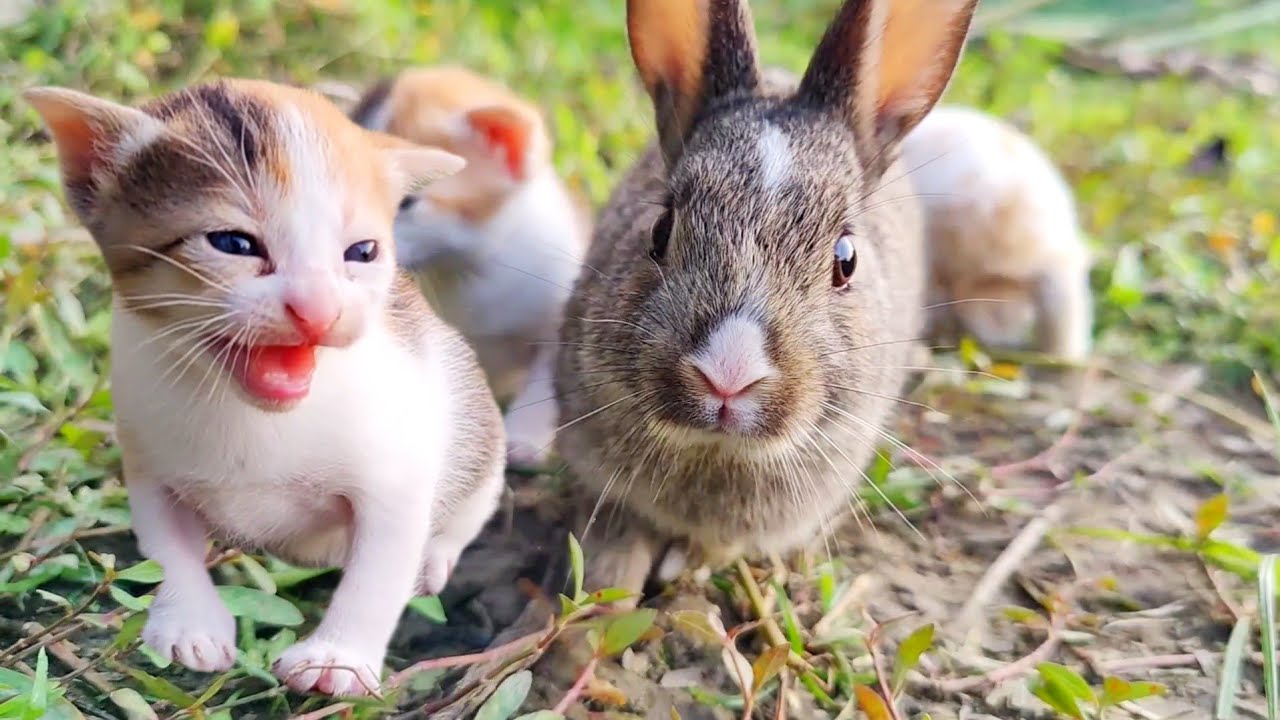 Rabbit Playing with kitten | Kitten Meowing Sound #pets #rabbit #kitten ...