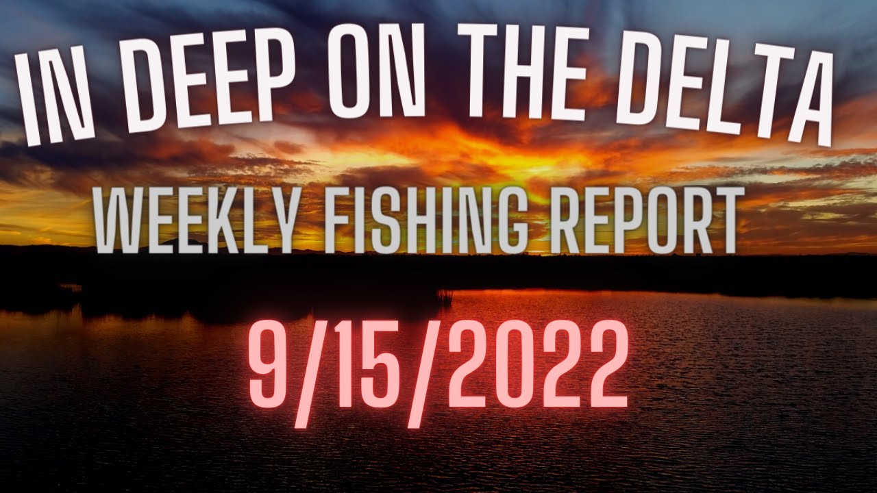 In Deep on the Delta Weekly Fishing Report for 9/15/2022. - YouTube