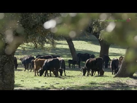 Finca Reservatauro. Ronda, Málaga - YouTube