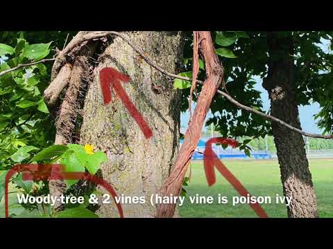 What Is The Difference Between Woody And Nonwoody Plants
