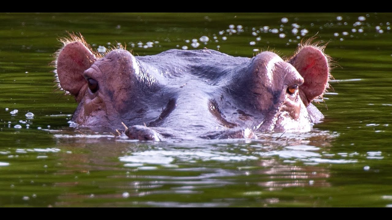 Uganda Wildlife Tour - Day 2, Lake Mburo National Park, Uganda - YouTube