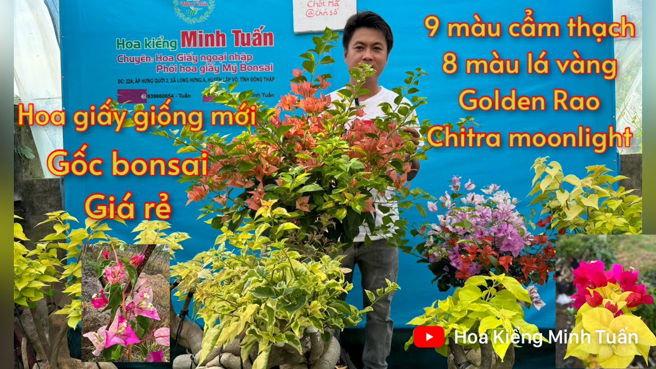 1/06:GL 9 màu cẩm thạch,7 màu lá vàng,chitra moonlight,Golden pedro ...