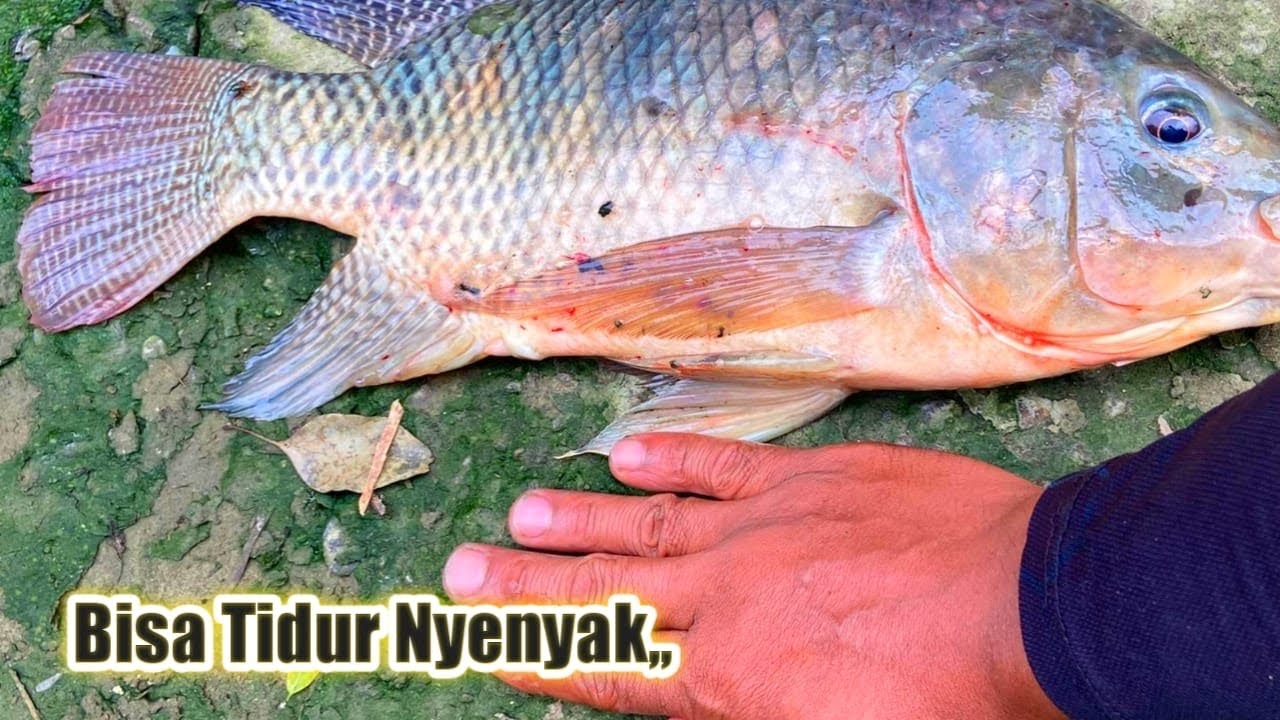 EDAAN..!!!Jarang Di Pancing Mancing Ikan Nila Di Spot Ini Semakin Ganas ...