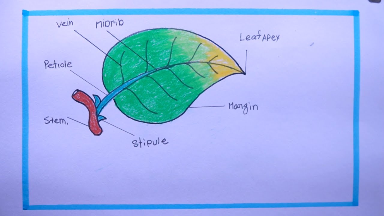 How To Draw Parts Of Leaf easy/Leaf Drawing Easy - YouTube