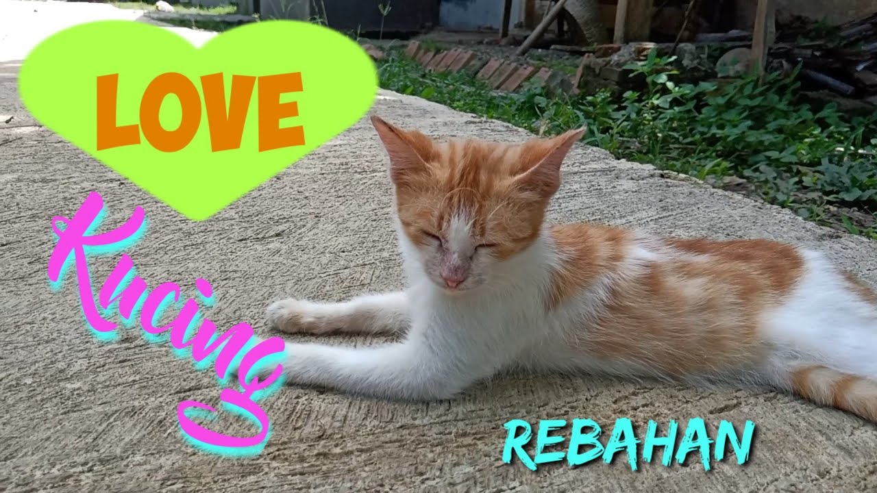 Edit muka kucing jadi Lucu | Tonton - YouTube