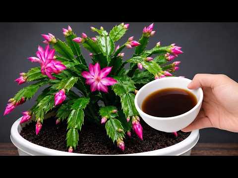 It's Magical. Just 1 Glass Makes Any Plant Bloom Like Crazy!