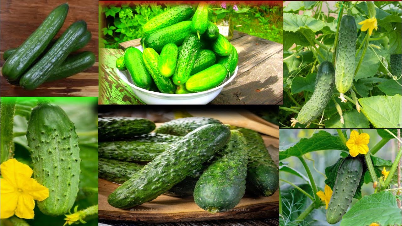Anyone can propagate cucumbers using this fantastic method - YouTube