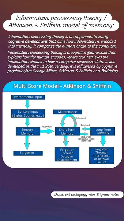 Information Processing Theory|Atkinson Shiffrin three stage model of memory#dsssbprtcdp# ...