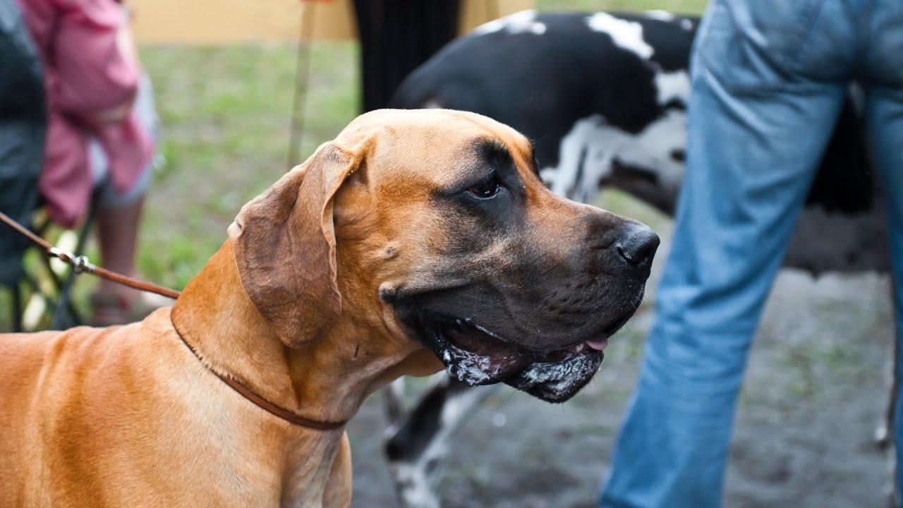 Exploring Winter Activities with Your Great Dane - YouTube