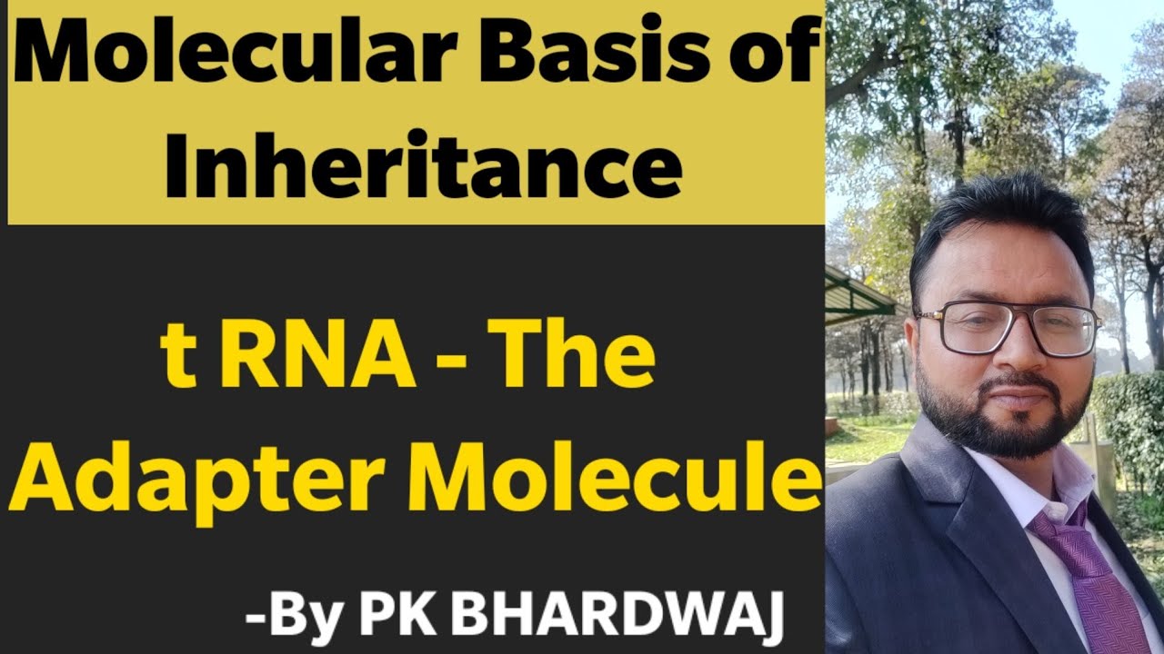 Adapter molecule concept of t RNA - YouTube
