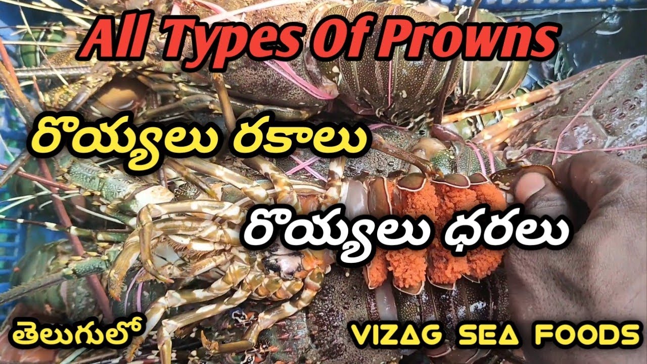 ALL TYPES OF PRAWNS / అన్ని రకాల రొయ్యలు - YouTube