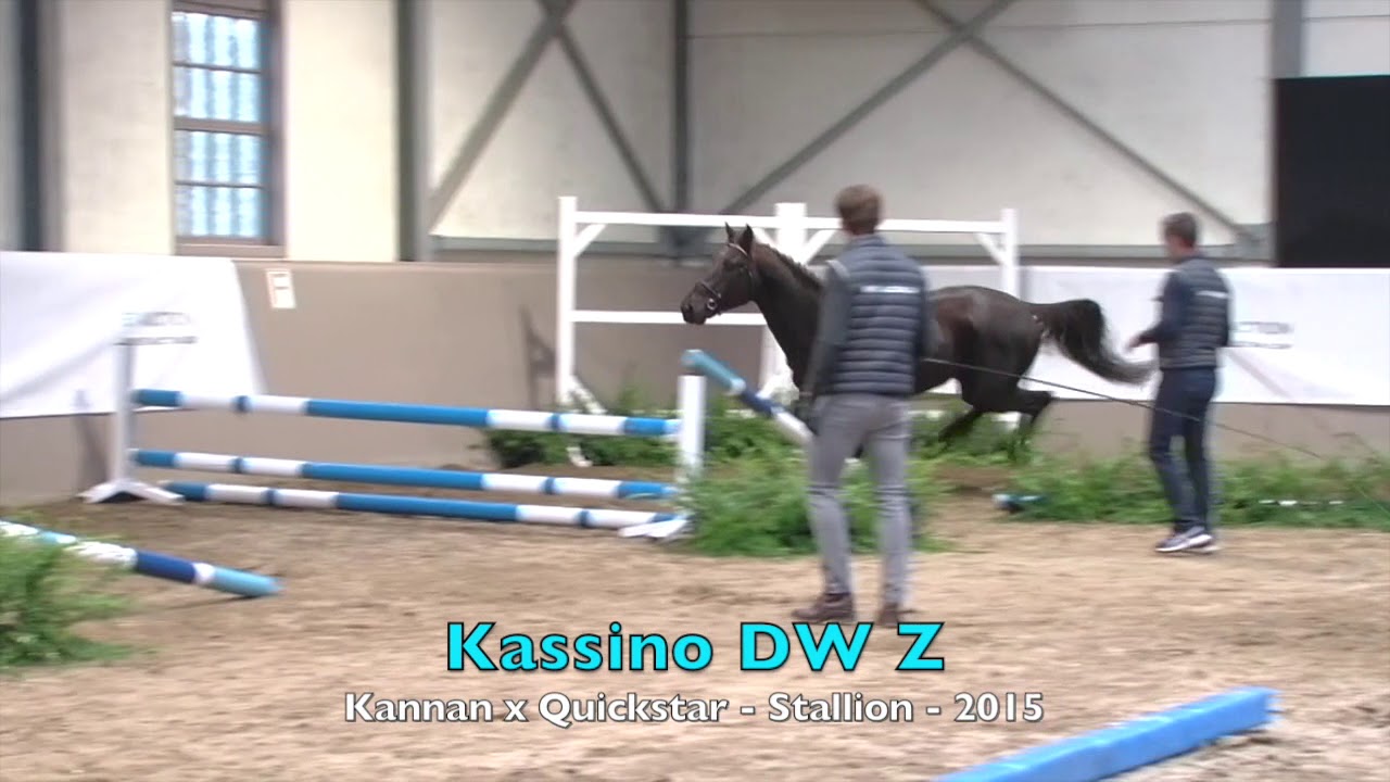 Kassino DW Z (Kannan x Quick Star) - Stallion - 2015 - YouTube
