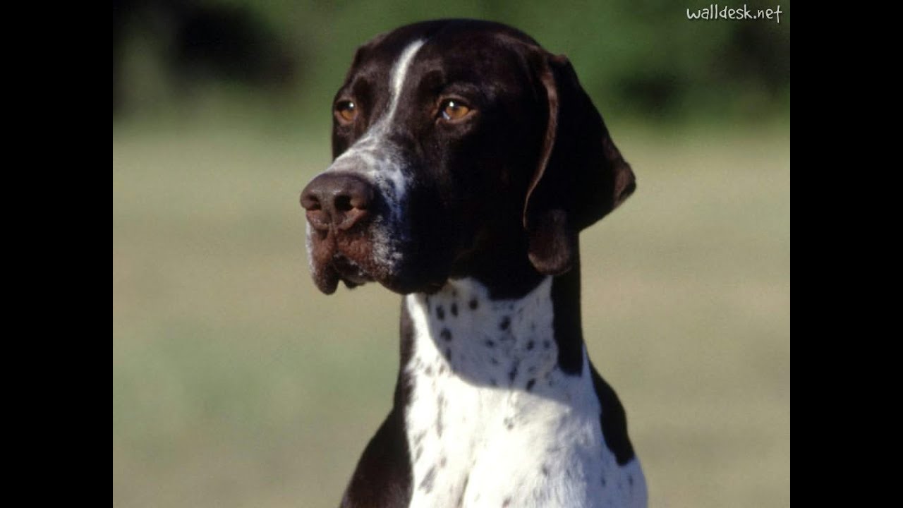 Perros pointer: cómo cazar - YouTube