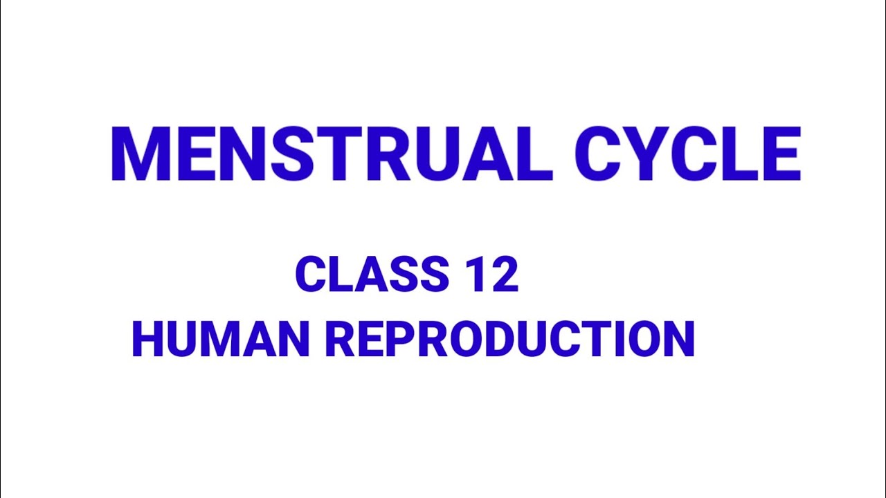 MENSTRUAL CYCLE CLASS 12 HUMAN REPRODUCTION - YouTube