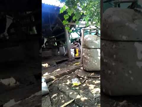 sapi yang garela toketnya di remas