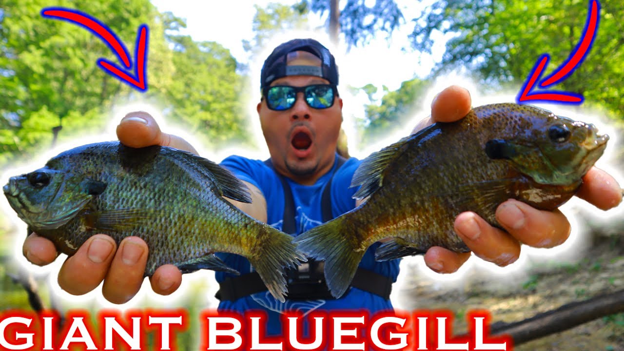Catching TROPHY Size Bluegills W/ Soft Plastics (Spillway Fishing ...