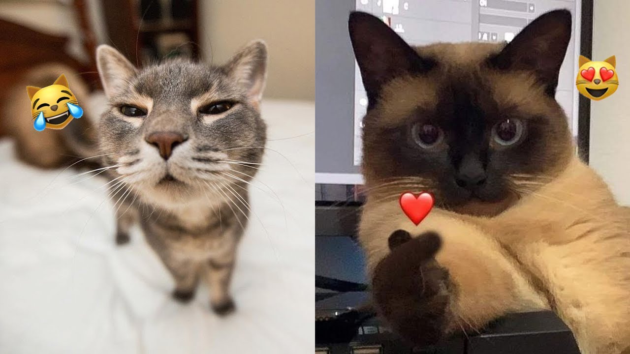I say Cats, You say Aww😻😻😻Daily Cute Cats! Cute Cats Moments #26 - YouTube