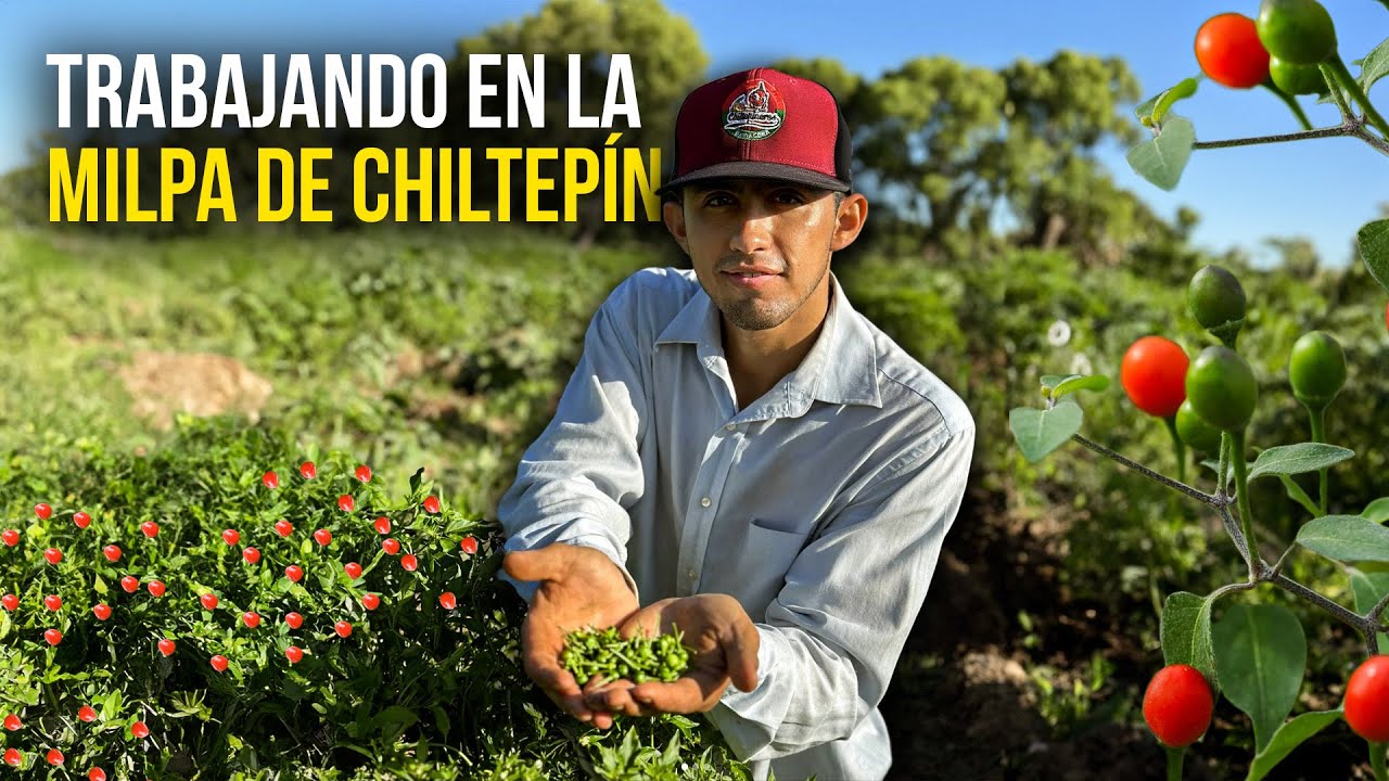 La atención de la PLANTA de CHILTEPÍN en la siembra agrícola ...