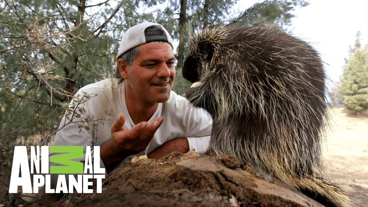 Curiosidades del puercoespín | Wild Frank en California | Animal Planet ...