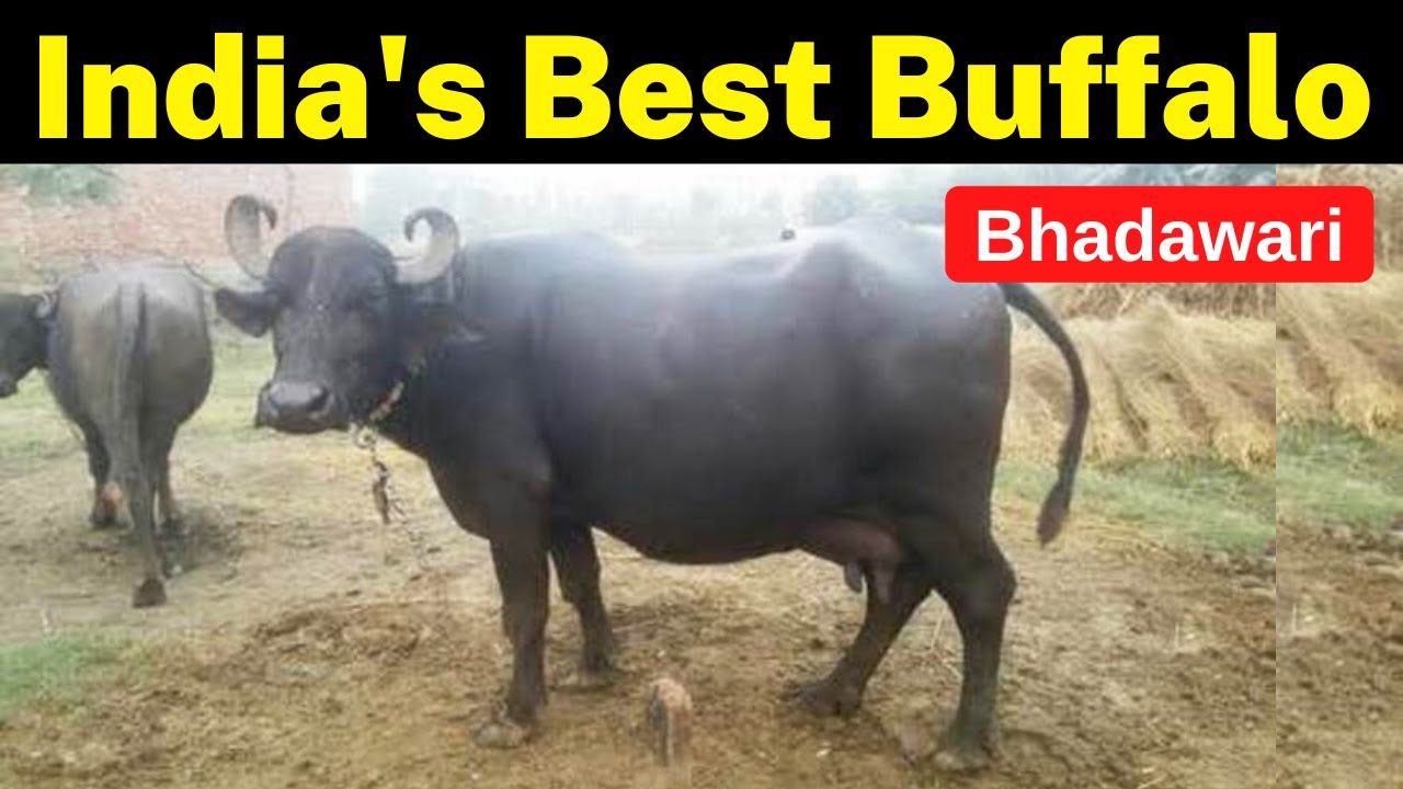 India's Famous Breeds of Buffaloes - Bhadawari Buffalo | Krishi Network ...