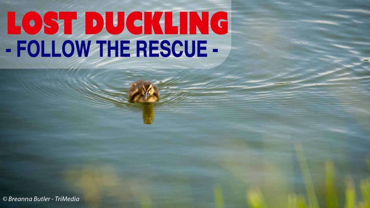 A LOST Duckling - YouTube