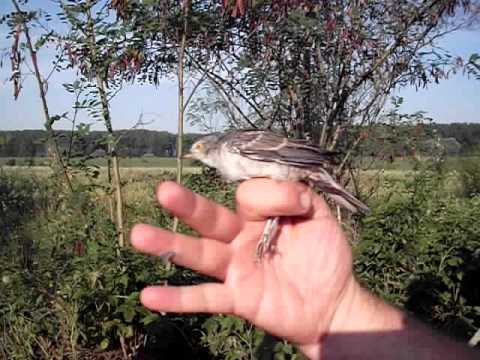 Barred Warbler (Sylvia nisoria) - pirgava grmusa.avi