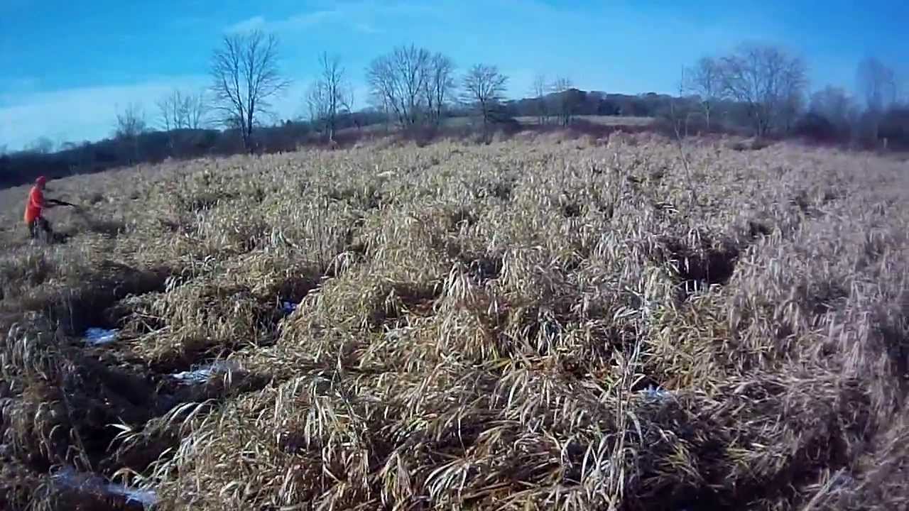 11/16/13 - english setter flushing a pheasant hen in PA-1A - YouTube