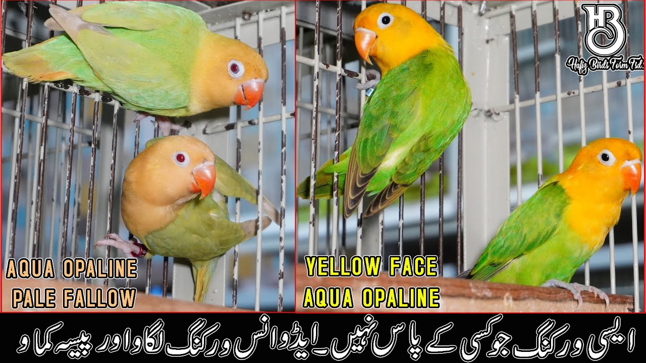 AQUA Opaline Pale Fellow || Yellow Face AQUA Opaline || Future ...