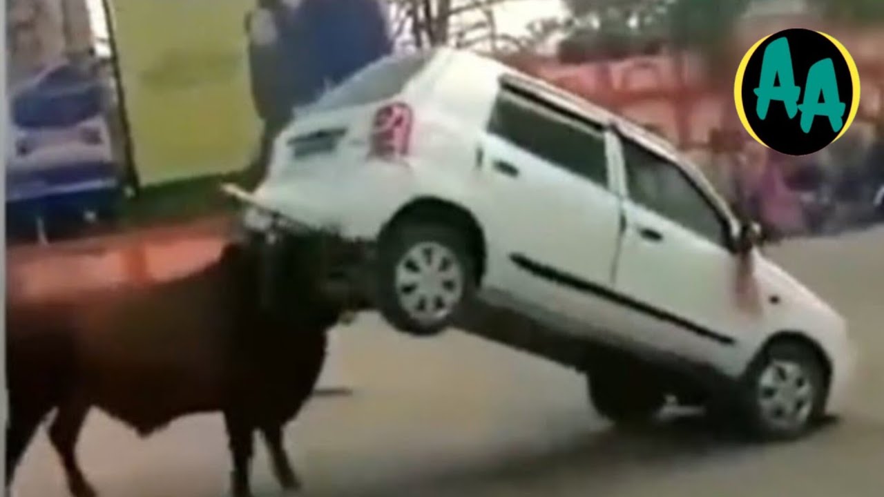 Top 10 Funniest Videos You Can't Stop Laughing At! 😂 - YouTube