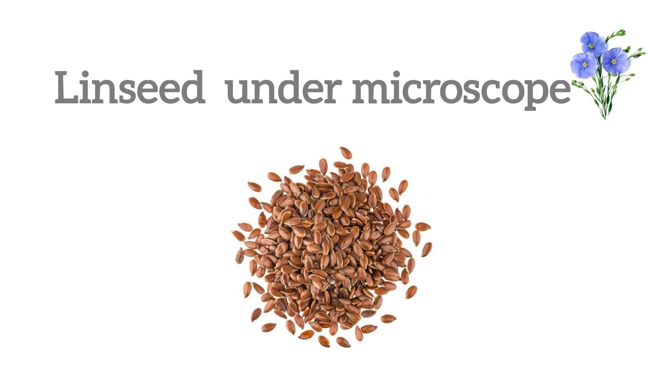 Linseed under microscope - YouTube