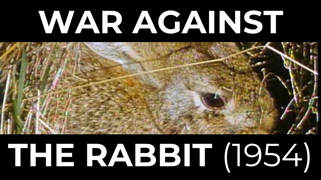 War against the rabbit (1954) - YouTube