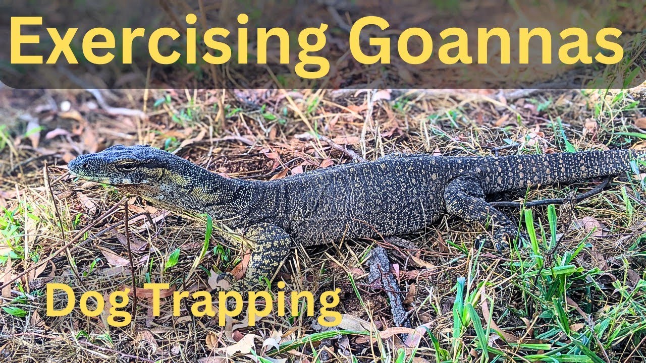 Trapping With The Goannas Part 2 - YouTube