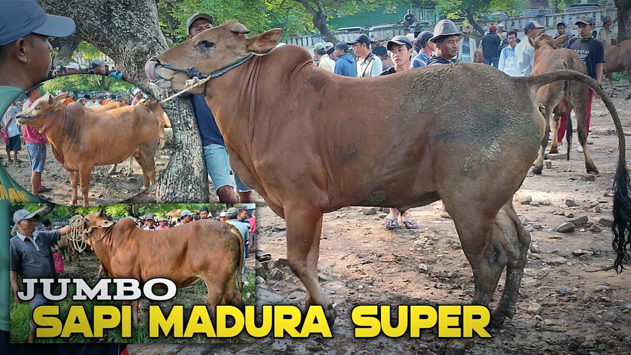 Harga terbaru sapi Jumbo di Madura 2025 - YouTube