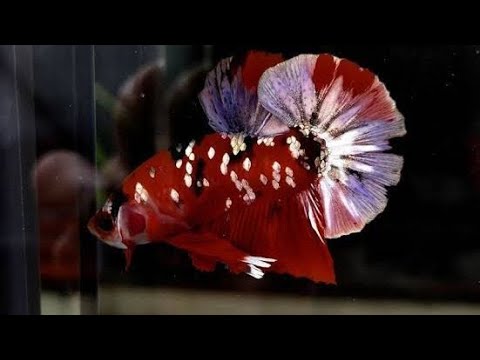 LIVE LELANG IKAN CUPANG & SPECIAL BANYAK GIVE AWAY #39