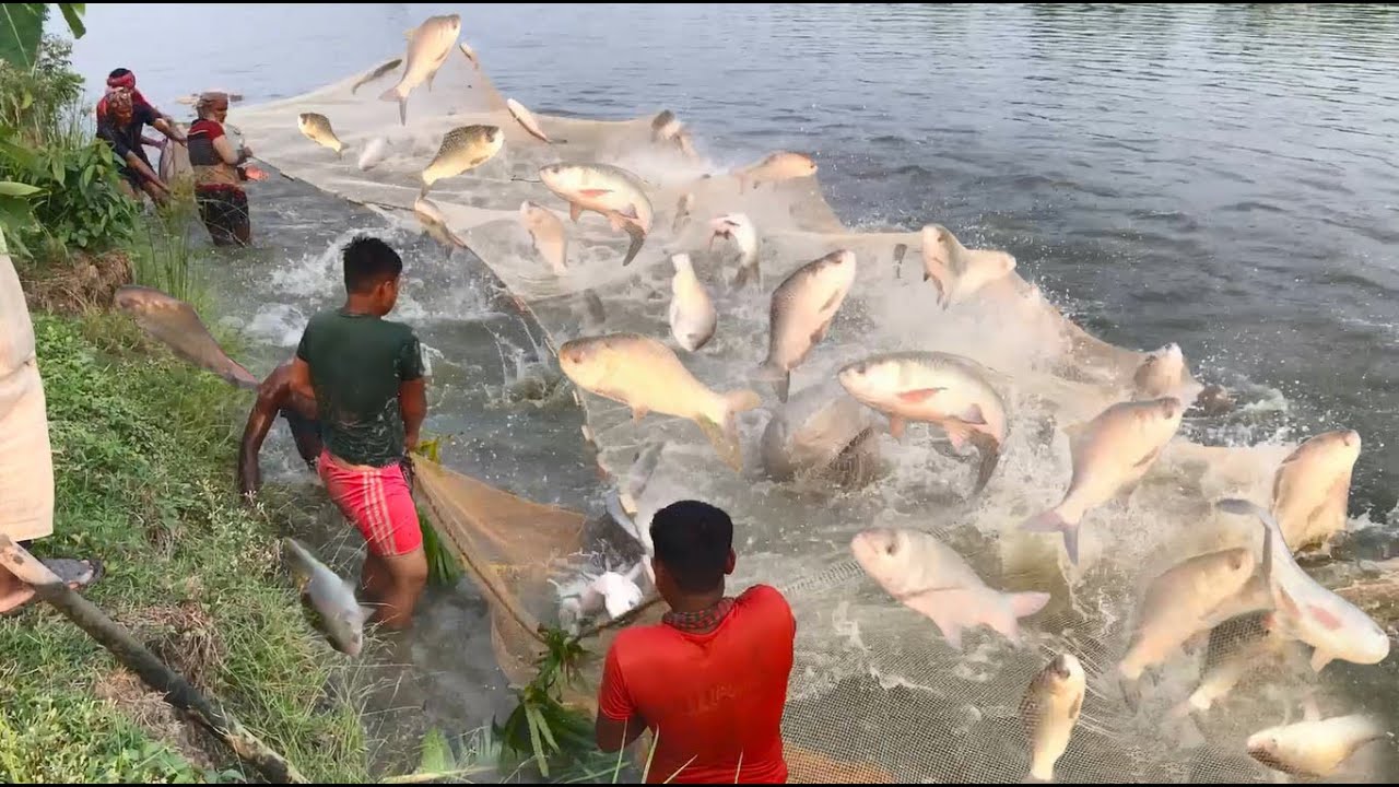 Best Net Fishing Video, Amazing Big Fish Catching Fisherman In Net ...