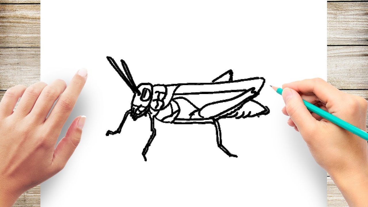 How to Draw Grasshopper Step by Step for Beginners - YouTube