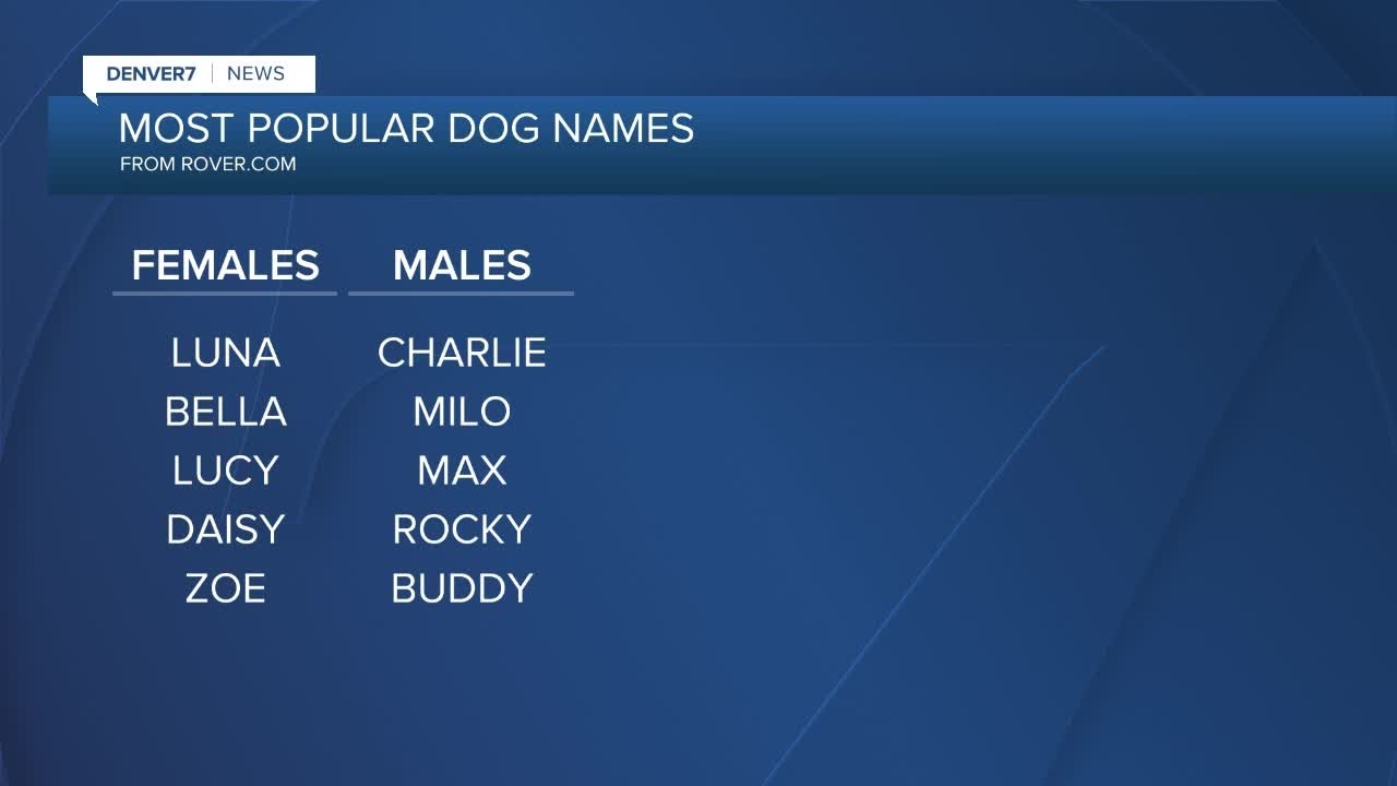 Rover releases top dog names in Denver - YouTube