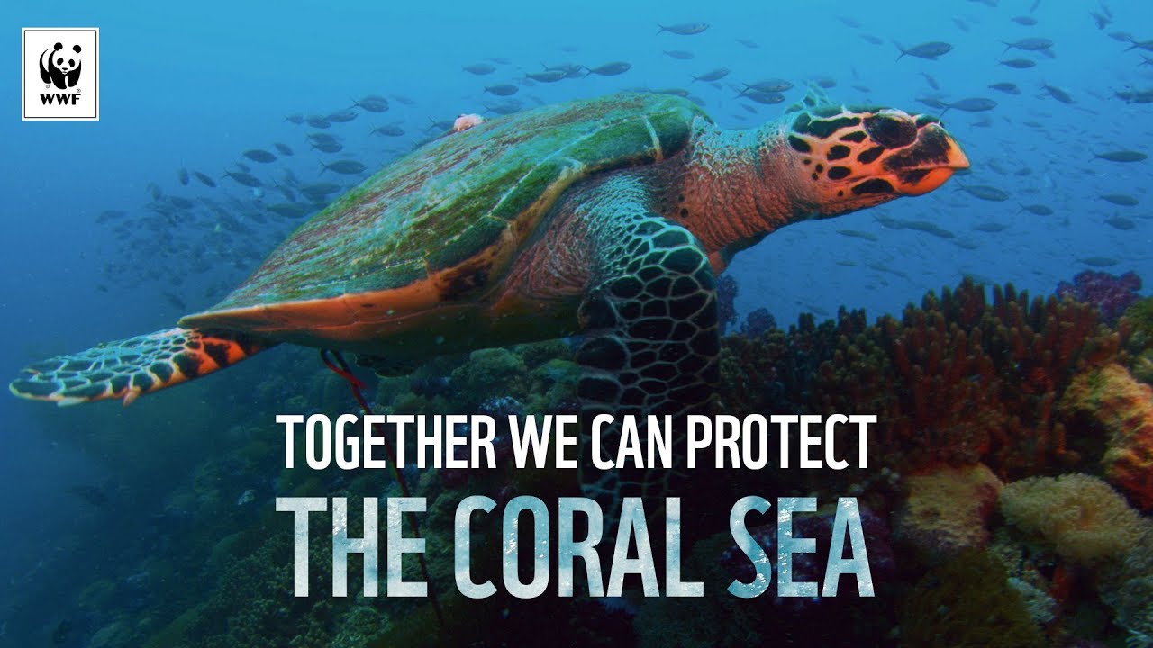 Preserve Our Reserves: Fight To Save The Coral Sea - YouTube
