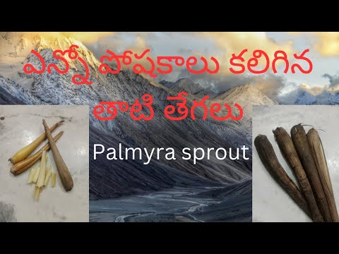 తాటి తేగలు వల్ల కలిగే ఉపయోగాలు || తెలిస్తే వదలకుండా తింటారు || Thati ...