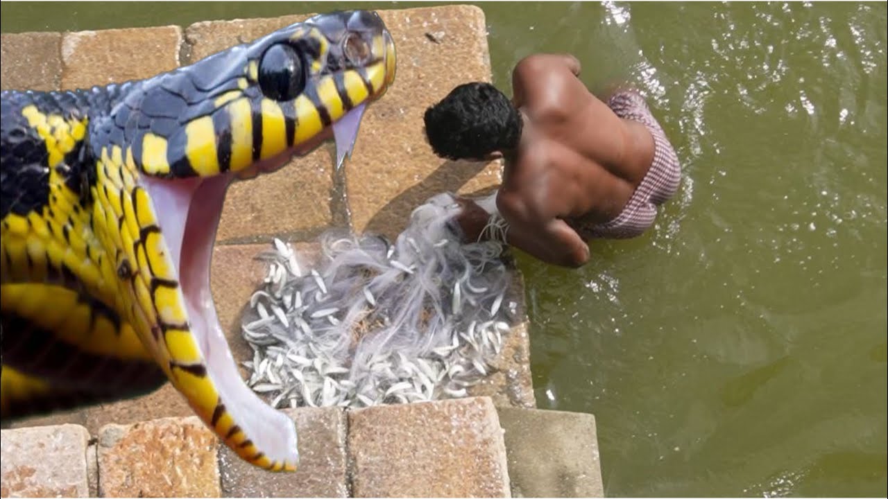 Unexpectedly, the net caught a lot of fish | Unbelievable fishing video ...