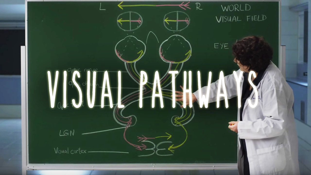 Neuroanatomy S1 E6: Visual Pathways #neuroanatomy #ubcmedicine - YouTube