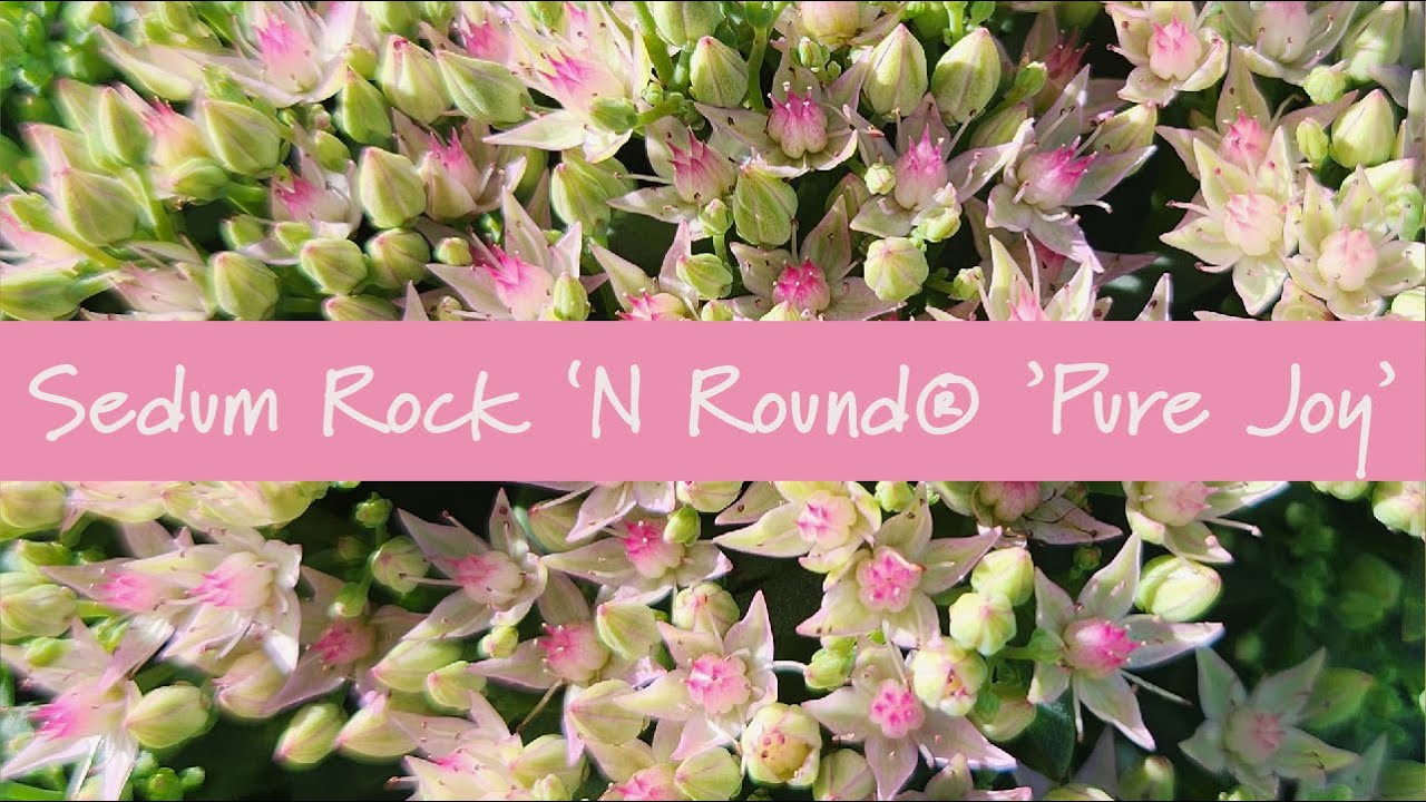 Sedum Rock 'N Round® 'Pure Joy' at Prides Corner Farms - YouTube