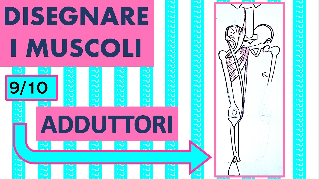 Disegnare i muscoli adduttori. Tutorial cartaceo di anatomia artistica ...