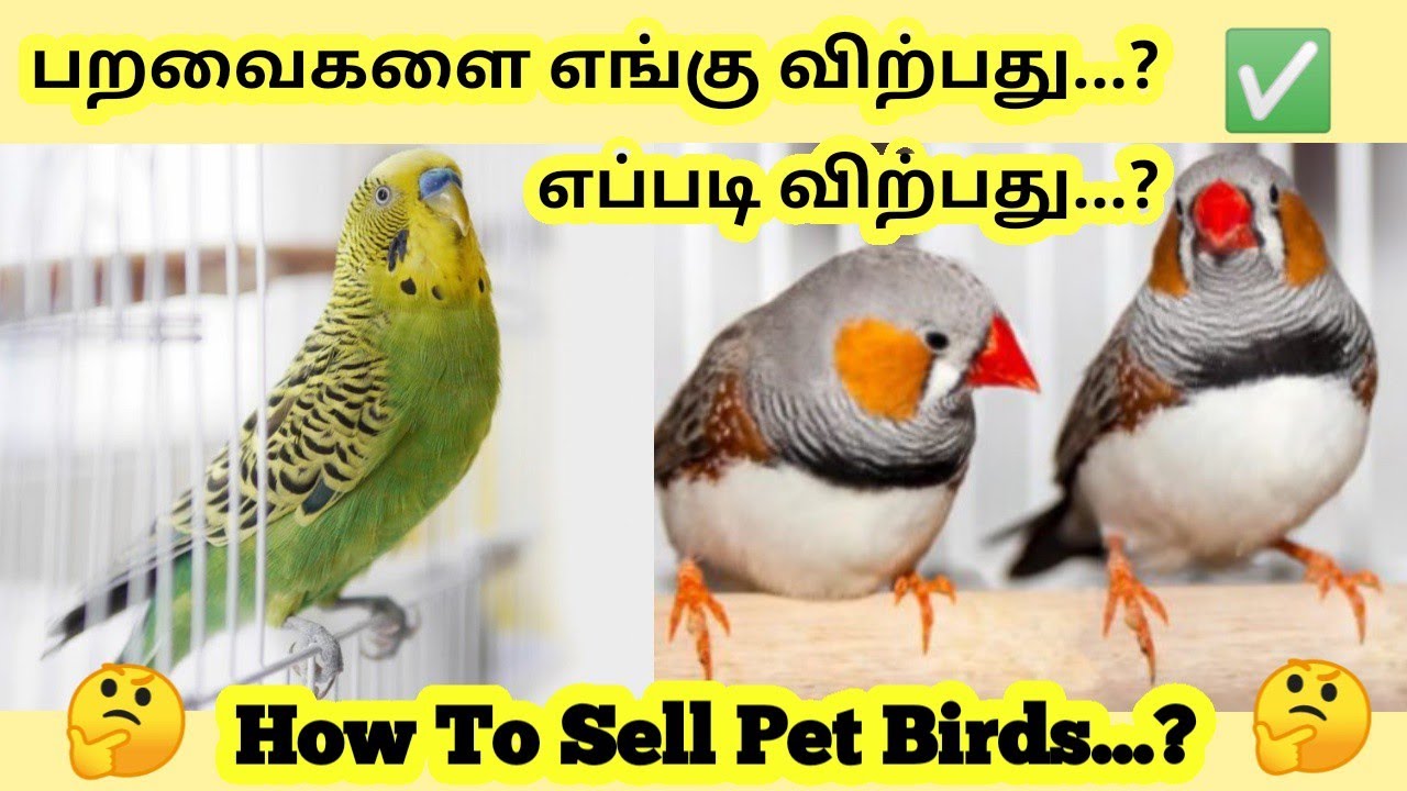 How To Sell Pet Birds @Good Price || Methods And Steps Explained To ...