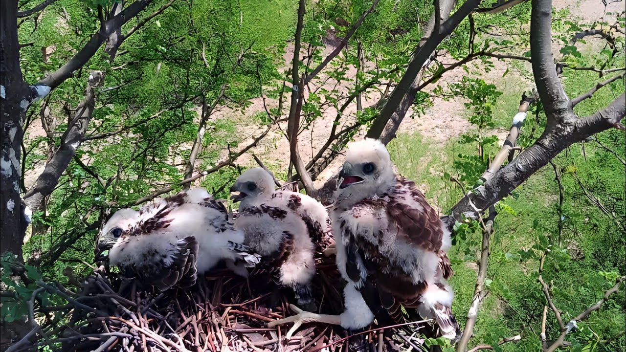 Fakon bird beautiful babies # Animal with birds - YouTube