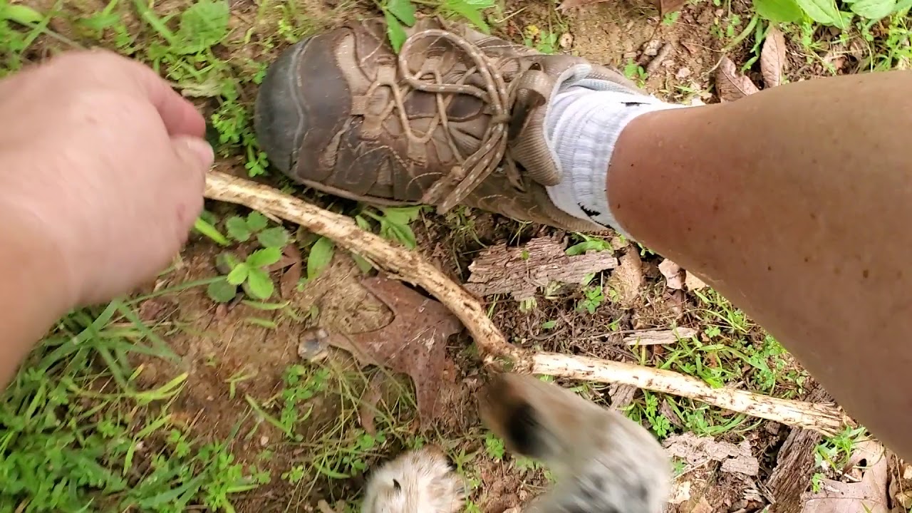 351 Cut Wood Not - YouTube